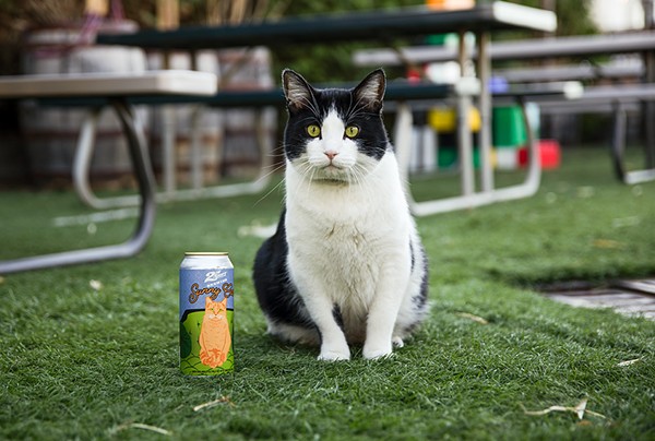 How Sunny the Cat Inspired 2nd Shift Brewing’s Sunny Cat IPA - Home ...